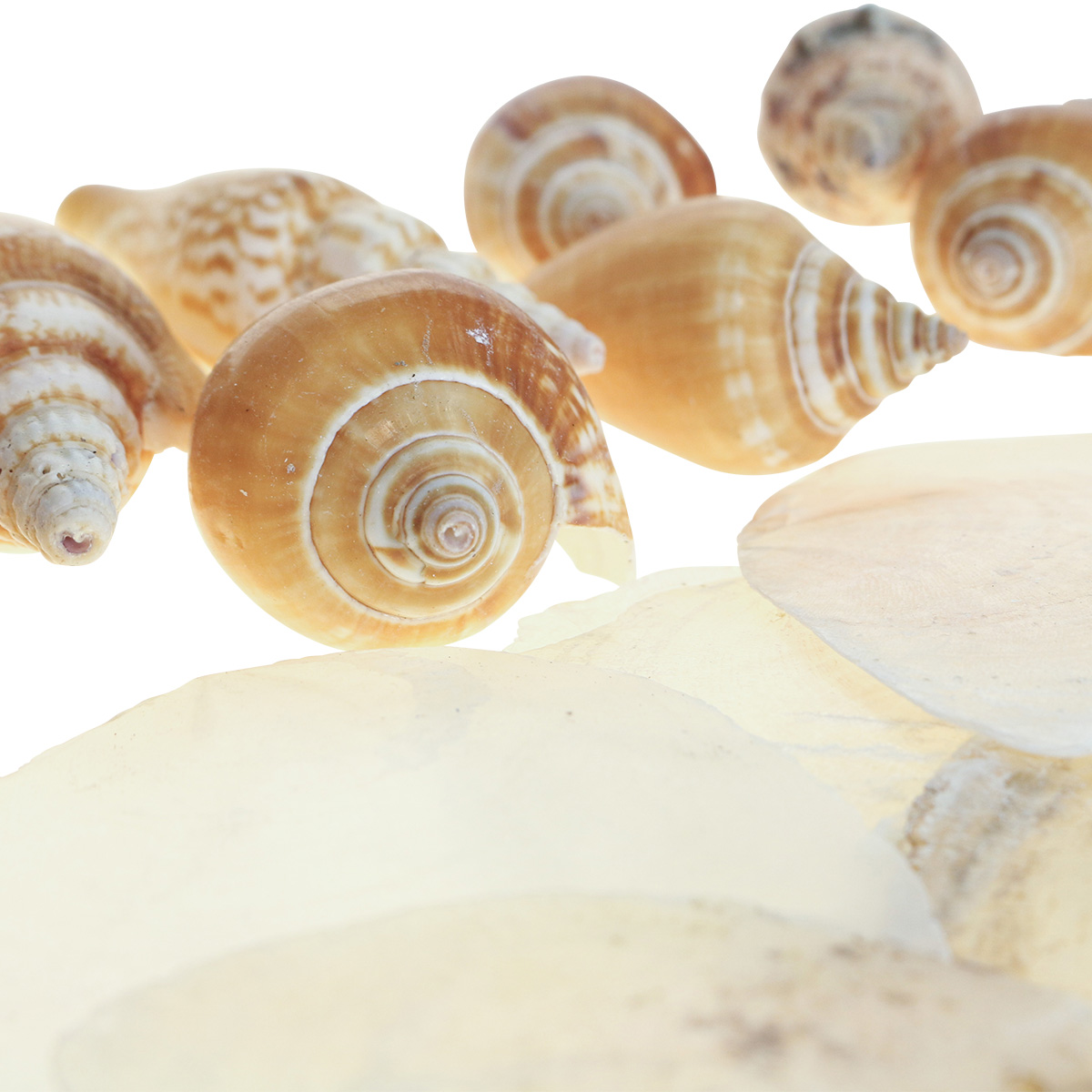 Floristik24.ch Capiz Muscheln Schneckenhaus Deko maritim Braun Weiß ...