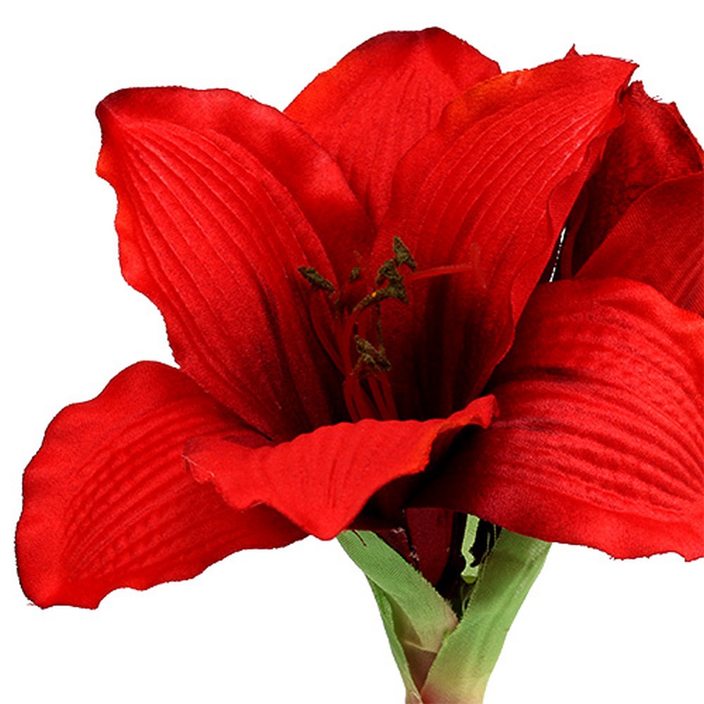 Floristik24.ch Amaryllis Rot L 68cm 1St-1571-01