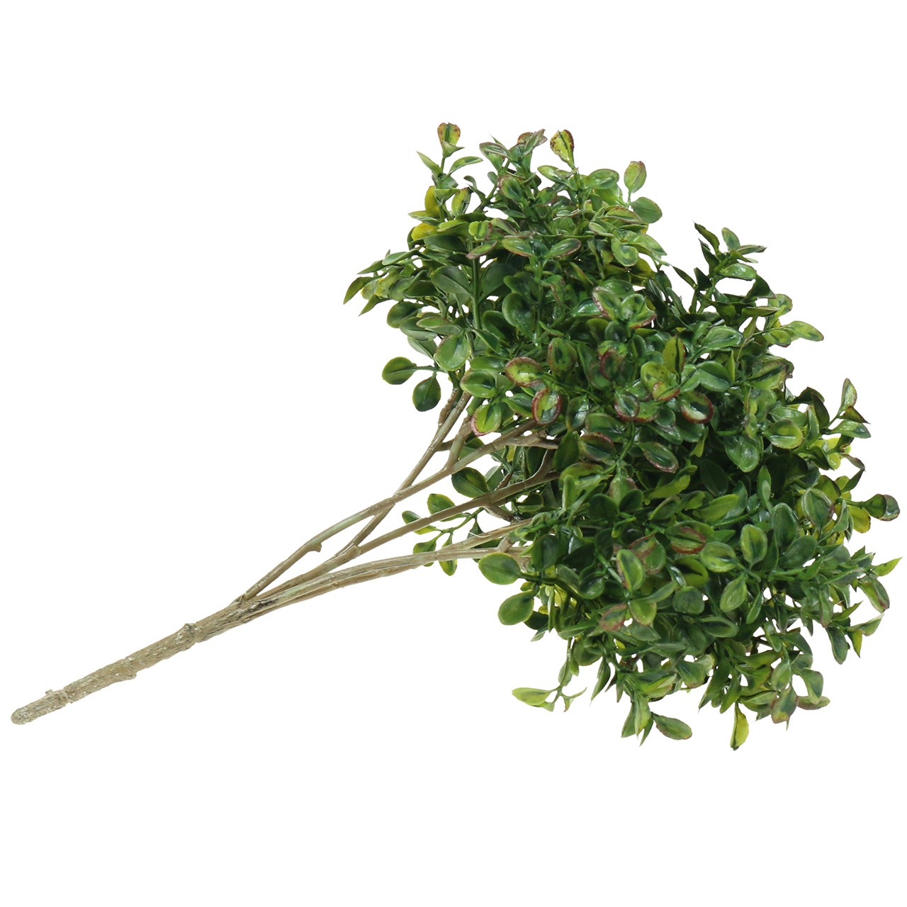 Floristik24.ch Buchsbaum Zweig Grün 27cm-234088-42