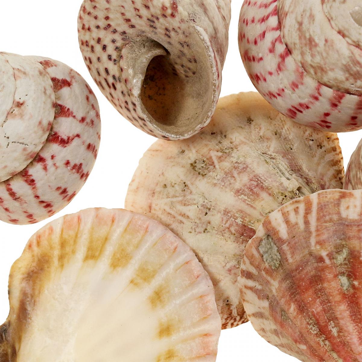 Floristik24.ch Maritime Deko Echte Muscheln Schneckenhäuser Deko 700g ...