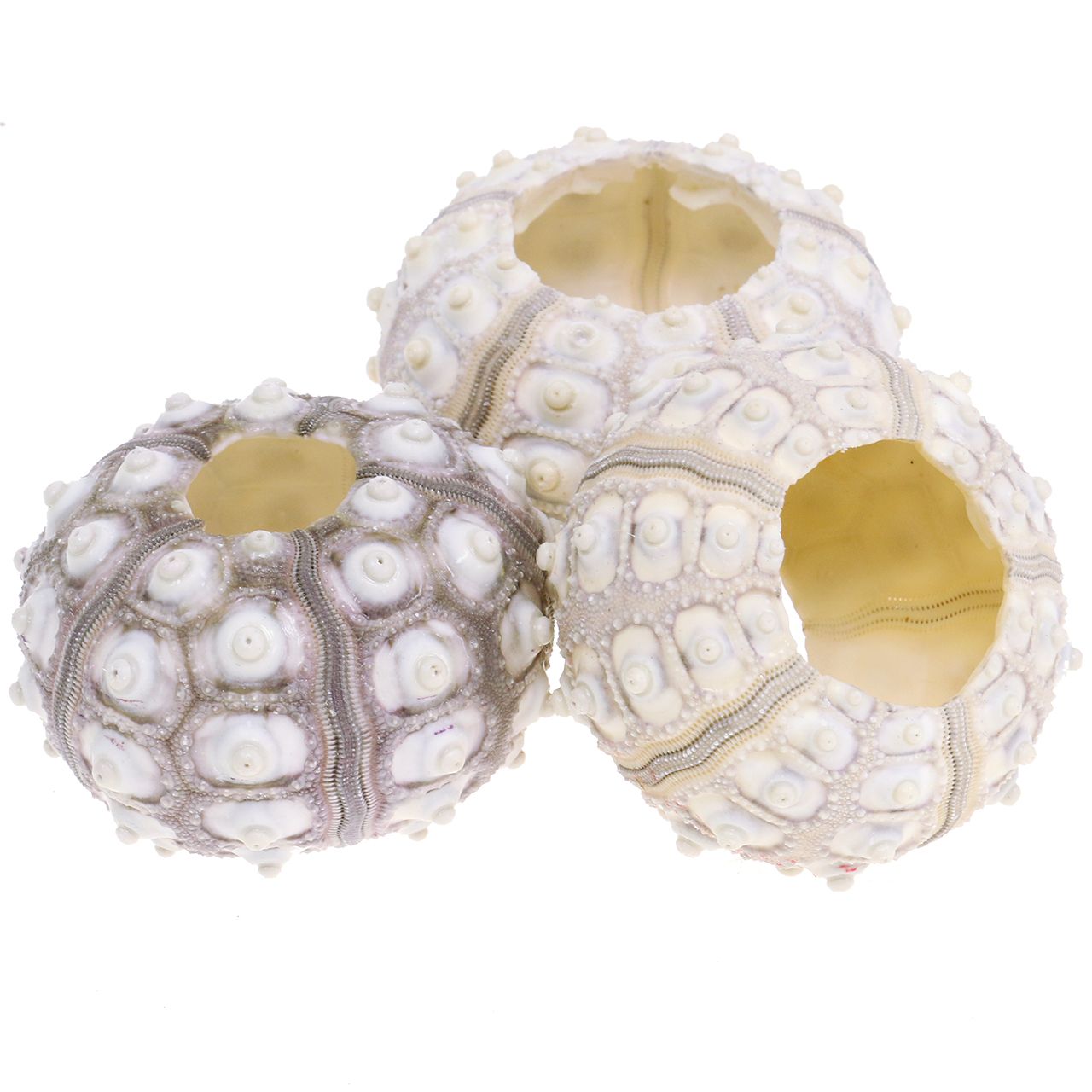 Floristik24.ch Seeigel 10St-28664-017