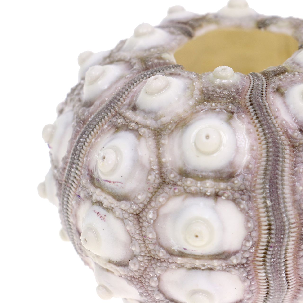 Floristik24.ch Seeigel 10St-28664-017