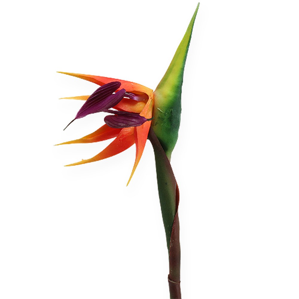 Floristik24.ch Strelitzie Paradiesvogelblume 62cm-42491