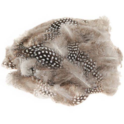 Floristik24.ch Echte Perlhuhnfedern Deko Federn Natur 4-12cm 100 St